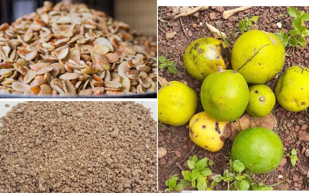 How To Make Delicious Ogbono Soup (Make It The Nigerian Way ...